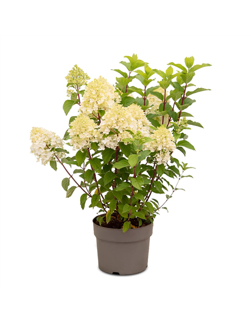 Hydrangea paniculata 'Living Sugar Rush'®, Rispenhortensie 'Living ...